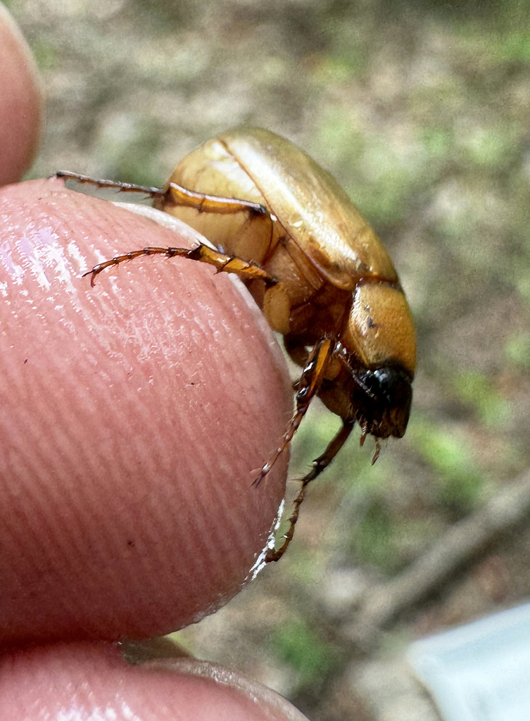 Masked Chafers from José María Morelos, Quintana Roo, Mexico on July 8 ...