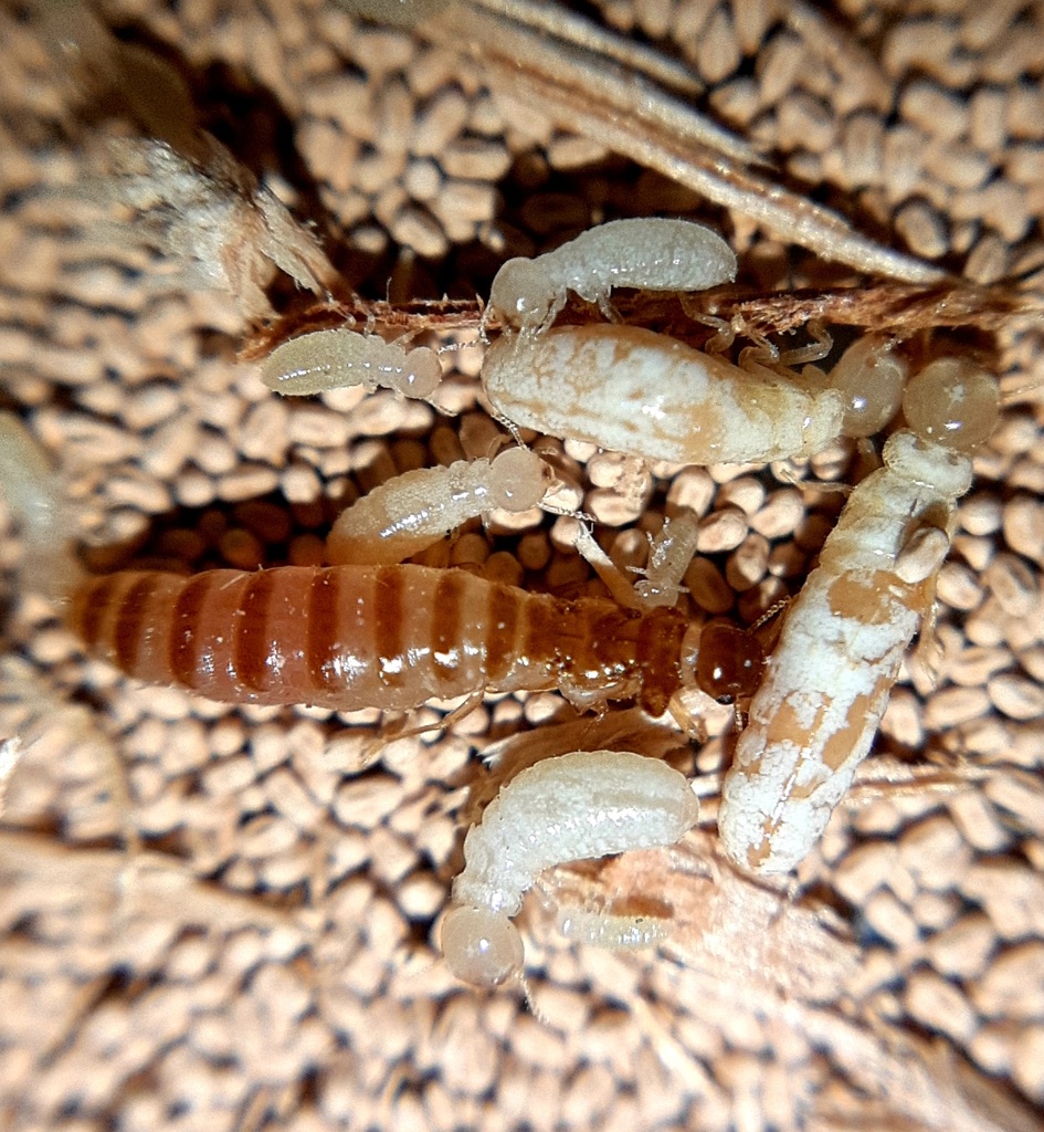 West Indian Drywood Termite from Saint-André 97440, La Réunion on June ...