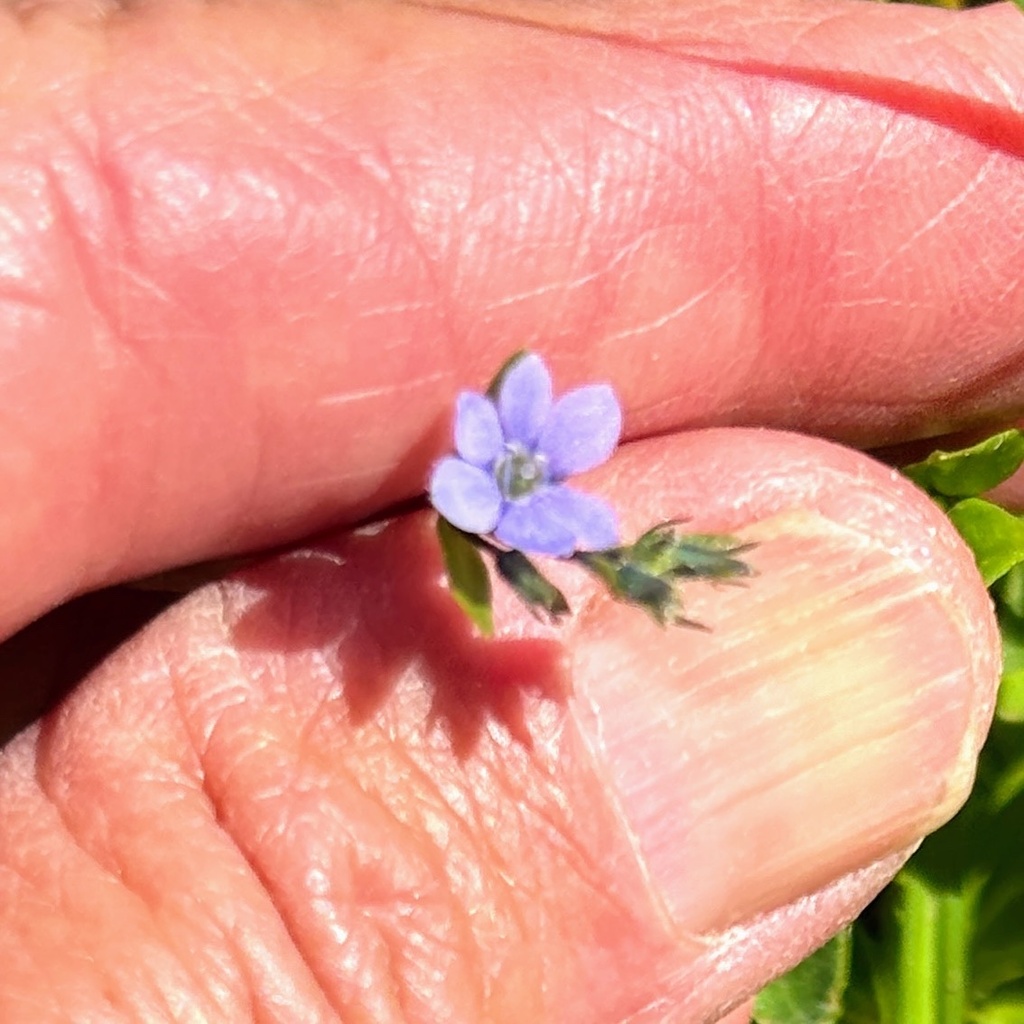 American alpine speedwell from Mokelumne Wilderness, Arnold, CA, US on ...