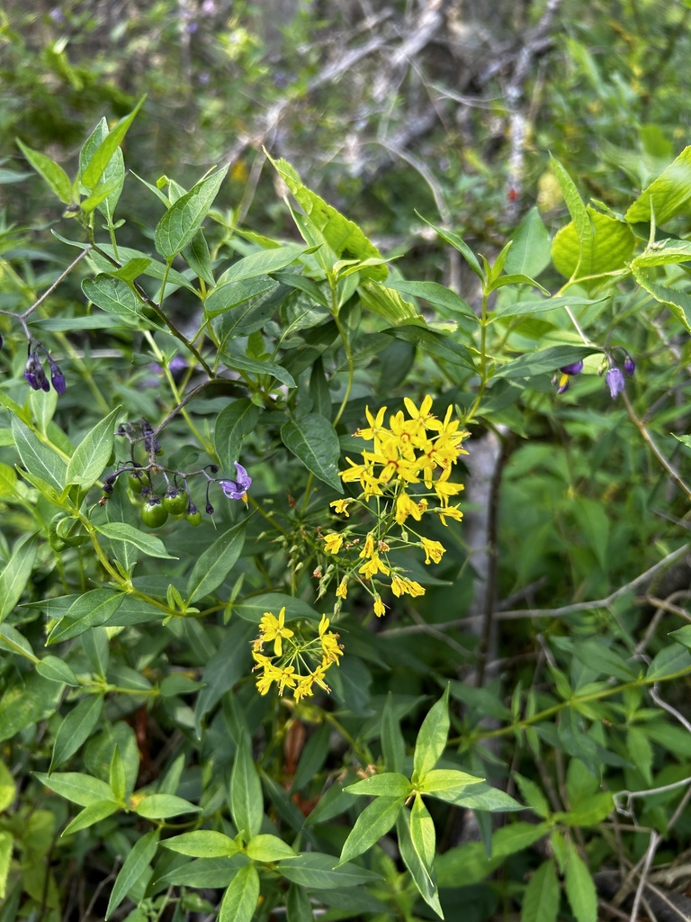 swamp candles from Bruce Peninsula National Park, Northern Bruce ...