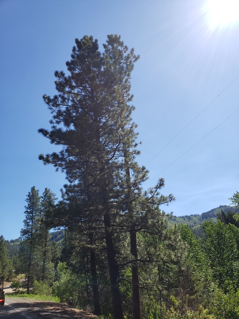 North Plateau Ponderosa Pine from Adams County, US-ID, US on June 5 ...