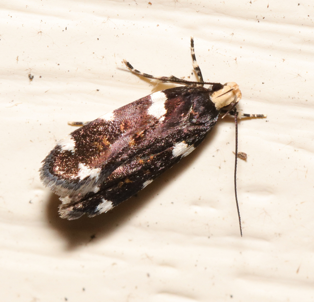 Redbud Leaffolder Moth from Oak Ridge, TN, USA on July 20, 2024 at 09:29 PM by smithjg1954 ...