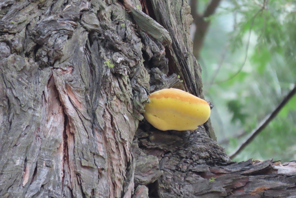 Incense Cedar Conk from Yosemite Village, Yosemite Valley, CA 95389 ...