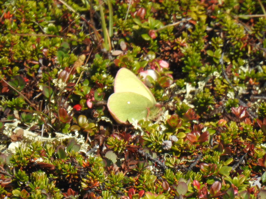 Moorland Clouded Yellow from Iqaluit, NU, Canada on July 20, 2024 at 02 ...