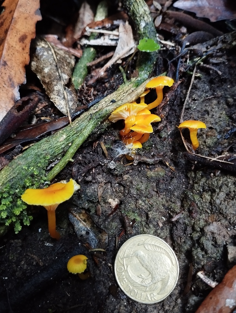 Waxcaps from Ōtari Wilton’s Bush on July 21, 2024 at 02:51 PM by Geoff ...
