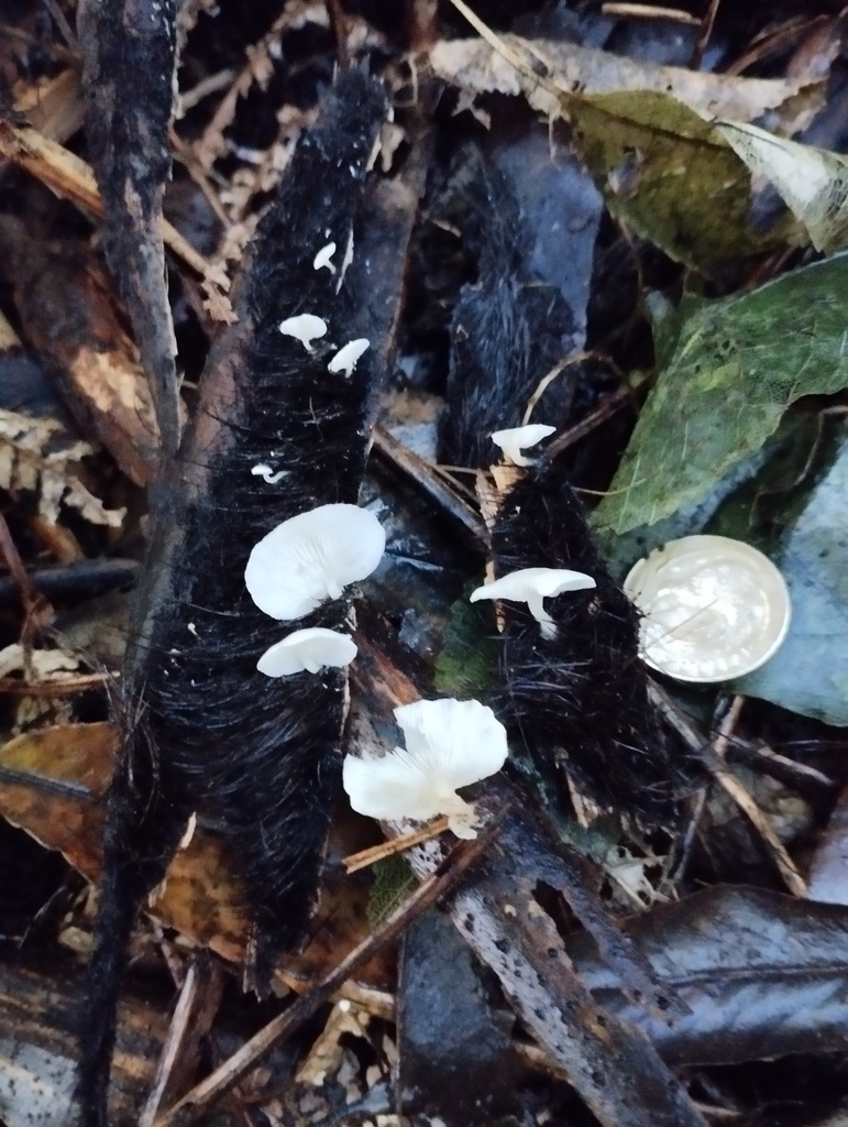 Common Gilled Mushrooms and Allies from Ōtari Wilton’s Bush on July 21 ...