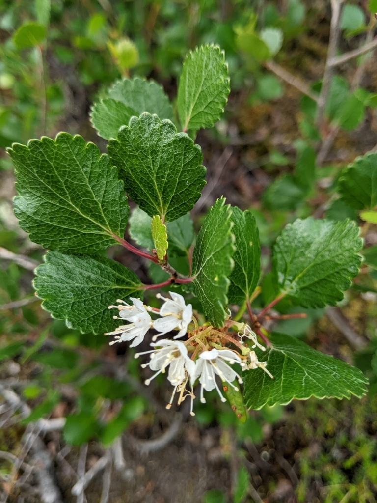 dwarf resin birch from Tombstone Territorial Park on June 30, 2024 at ...