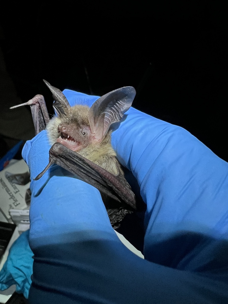 Bechstein's bat in July 2024 by Linus Brinker · iNaturalist