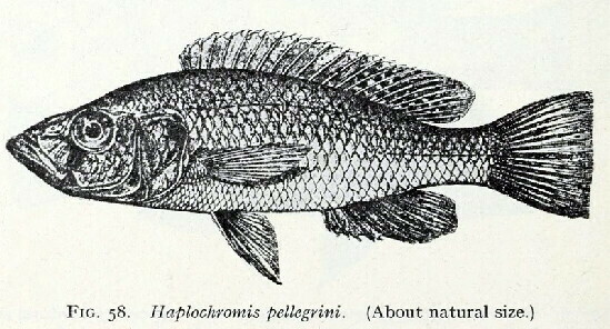 (Haplochromis pellegrini) - Marine Life Identification