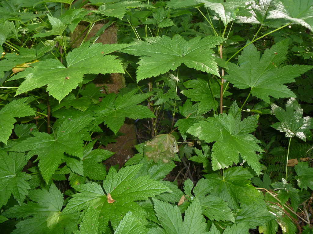 Stink Currant from McLane Creek Nature Trail on July 11, 2013 at 09:45 ...