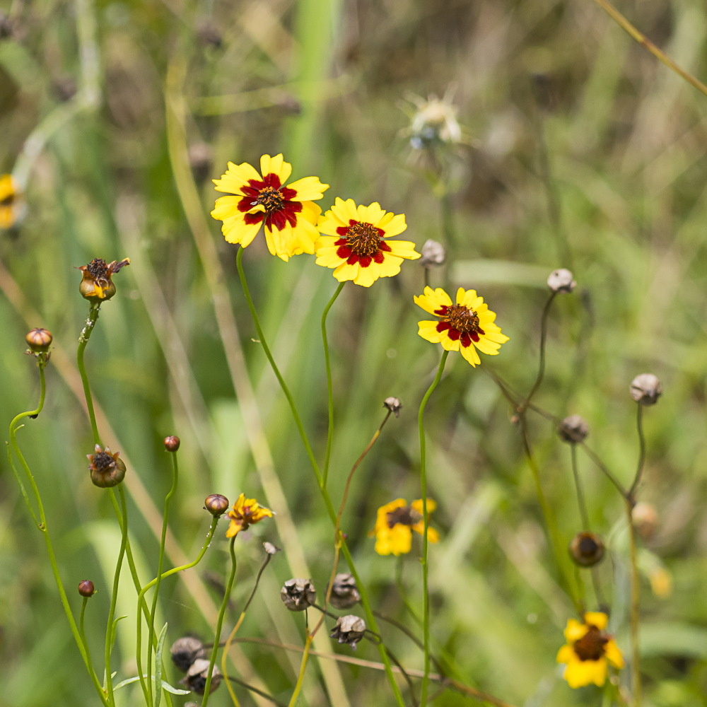 plains coreopsis from Doodle Trail, SC, USA on July 23, 2024 at 12:49 ...