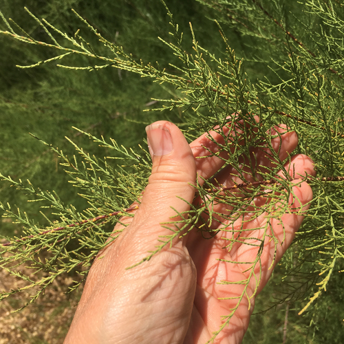 Small-flowered Tamarisk (Noxious Weeds of Colorado) · iNaturalist