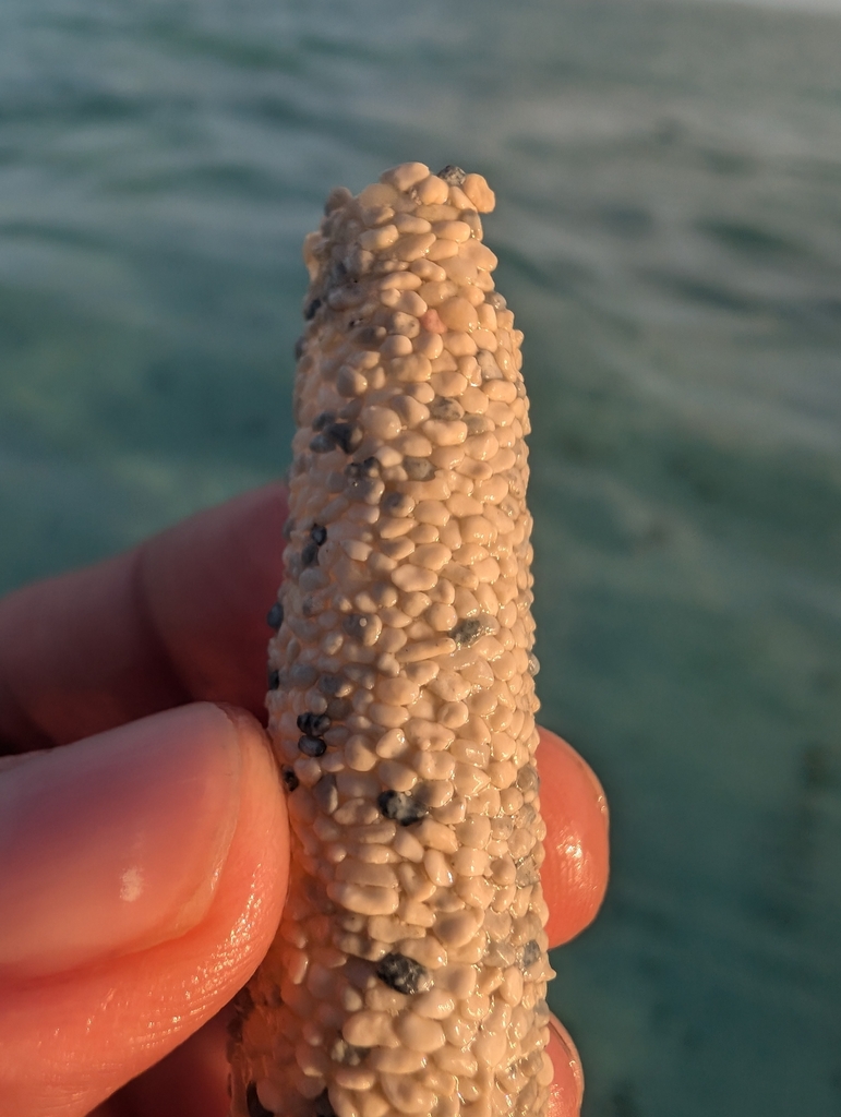 Animals from South Eleuthera, BS on July 23, 2024 at 07:06 AM by Monica ...