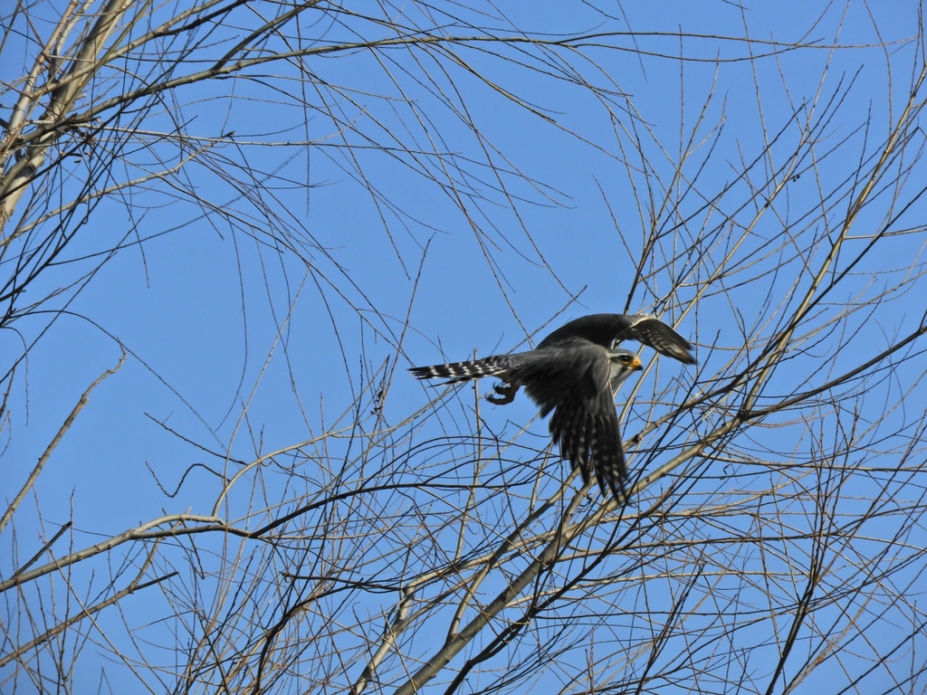 Aplomado Falcon from 45100 Departamento de Tacuarembó, Uruguay on July ...