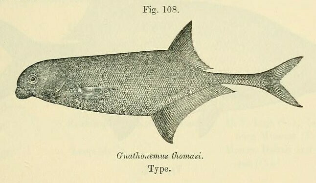 (Marcusenius thomasi) - Marine Life Identification