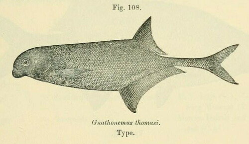 Marcusenius thomasi · iNaturalist Mexico
