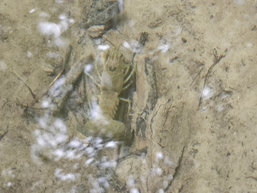 Faxonius from 8 Main St, Walking Path, Billings, ON P0P 1J0, Canada on ...