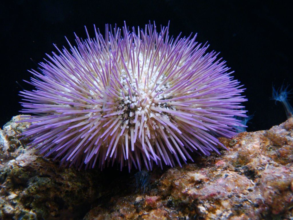 Echinoidea Definition A Phylogenetic Study Of A Tropical Sea Urchin,