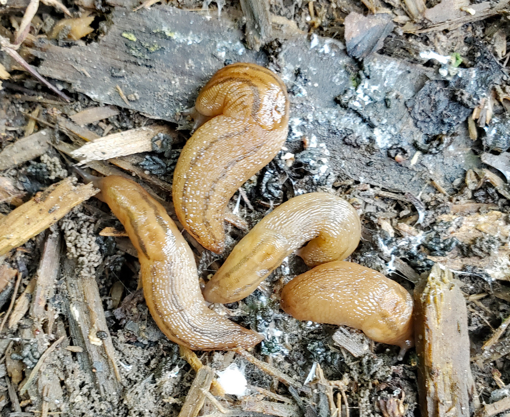 Striped Greenhouse Slug from Lynn Lane, Tulsa, OK, USA on July 23, 2024 ...