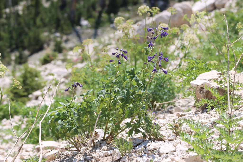 Subalpine Larkspur from Sanpete County, UT, USA on July 14, 2024 at 11: ...