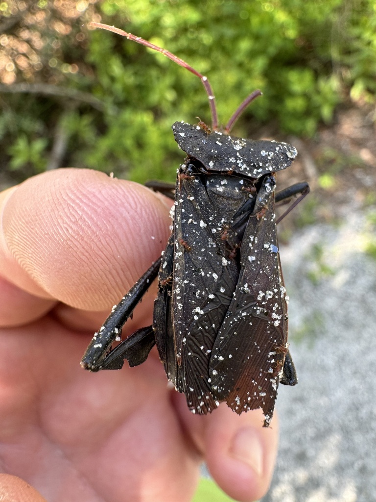 Giant leaf-footed bug from West Ashley, Charleston, SC, US on July 23 ...