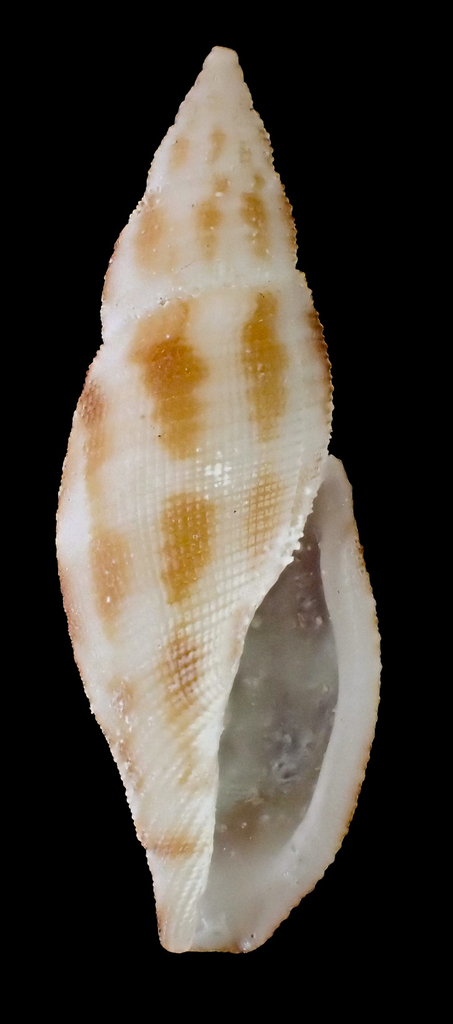 Daphnella ornata from Minnie Water NSW 2462, Australia on August 11, 2003 by Steve Smith. 15mm ...