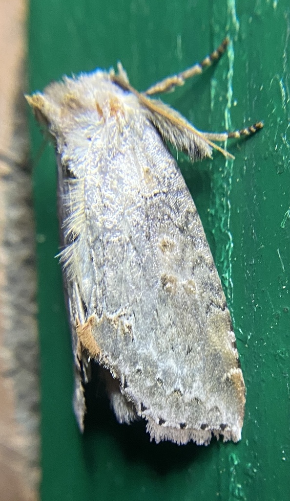 Tufted Thyatirine Moth from Ch Birch Bay, Stanstead, QC, CA on July 8 ...