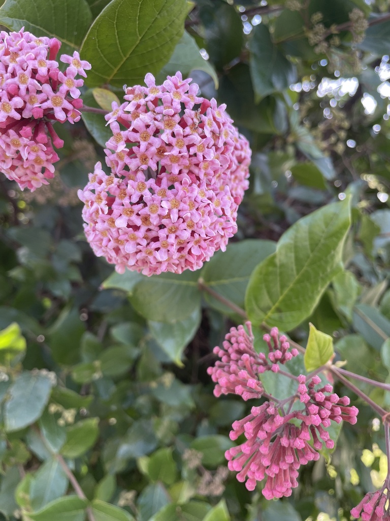 Rogiera amoena from Homedale St, Springwood, NSW, AU on July 24, 2024 ...