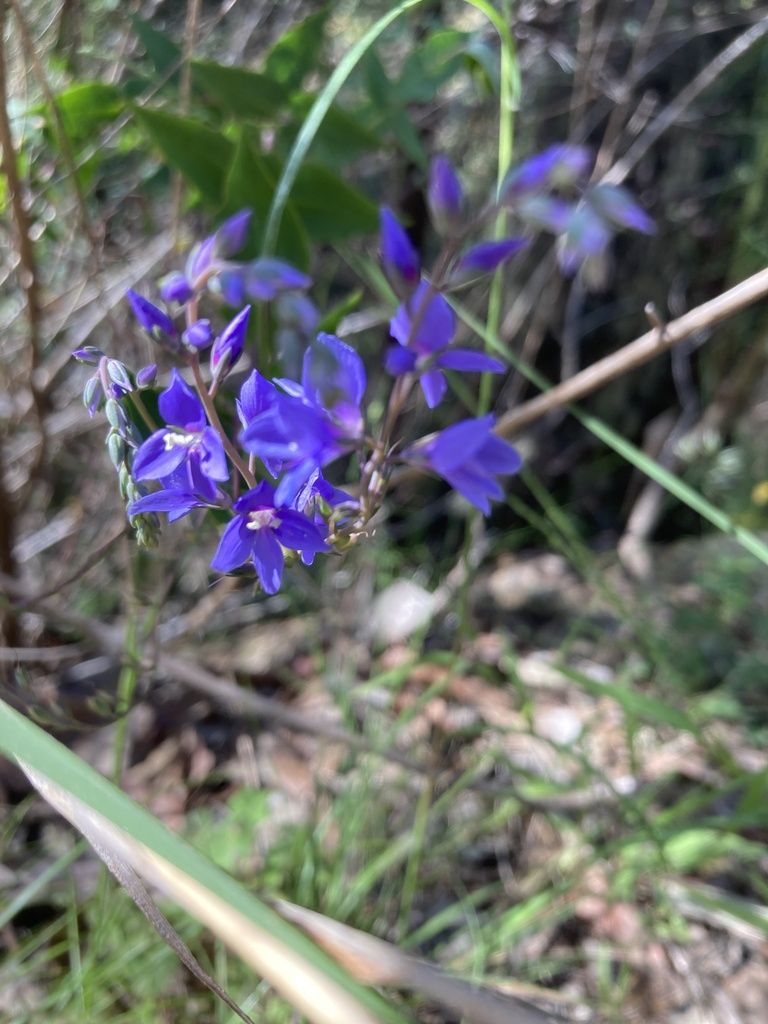 Digger's Speedwell from Brisbane Ranges, Greater Geelong - Pt C, AU-VI ...