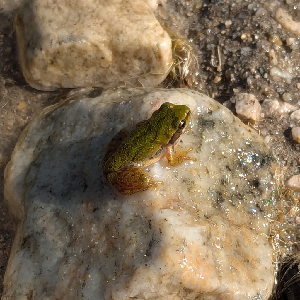 Pacific chorus frog from Boise, ID 83716, USA on July 23, 2024 at 04:30 ...