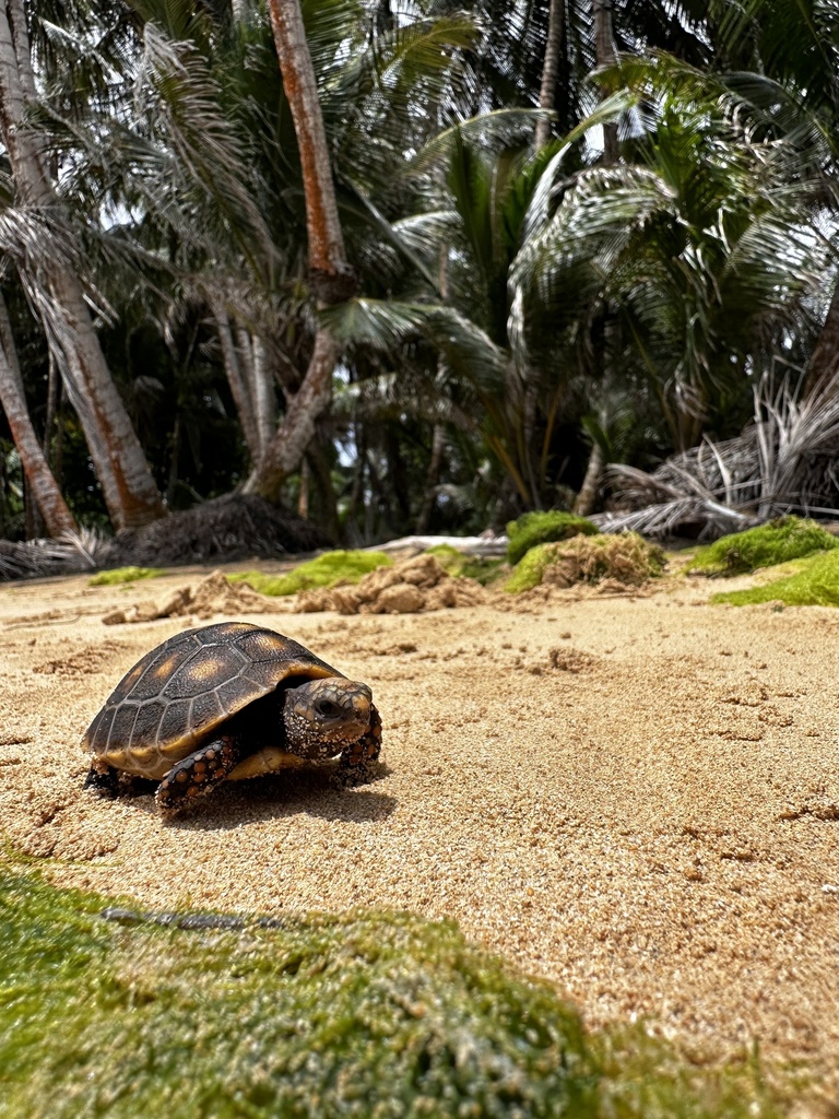 Red-footed Tortoise from Pequeña Isla del Maíz, Corn Island, Raas ...