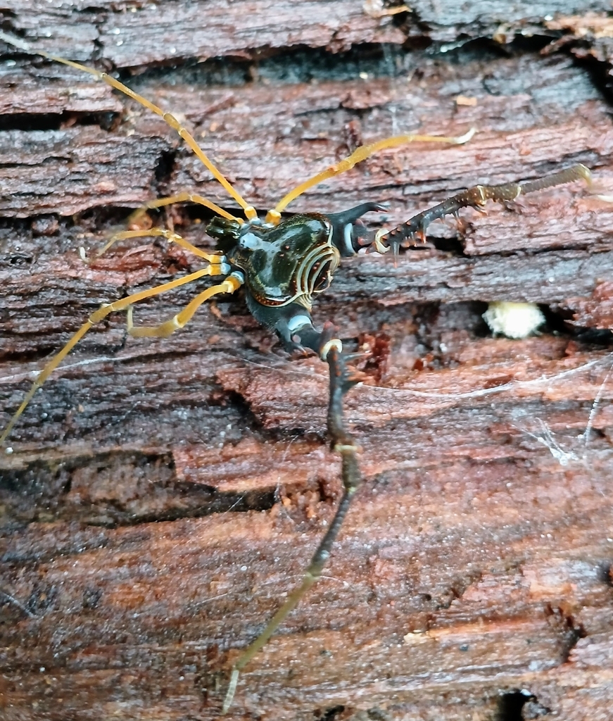 Sadocus asperatus from Cautín, CL-AR, CL on July 23, 2024 at 01:37 PM ...