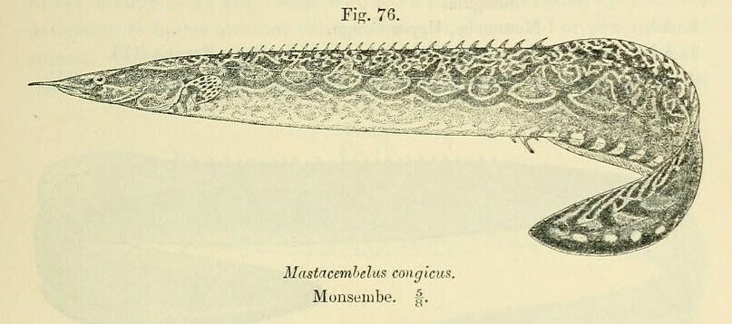 (Mastacembelus congicus) - Marine Life Identification