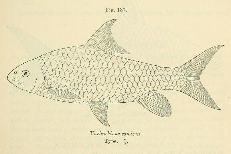(Labeobarbus sandersi) - Marine Life Identification