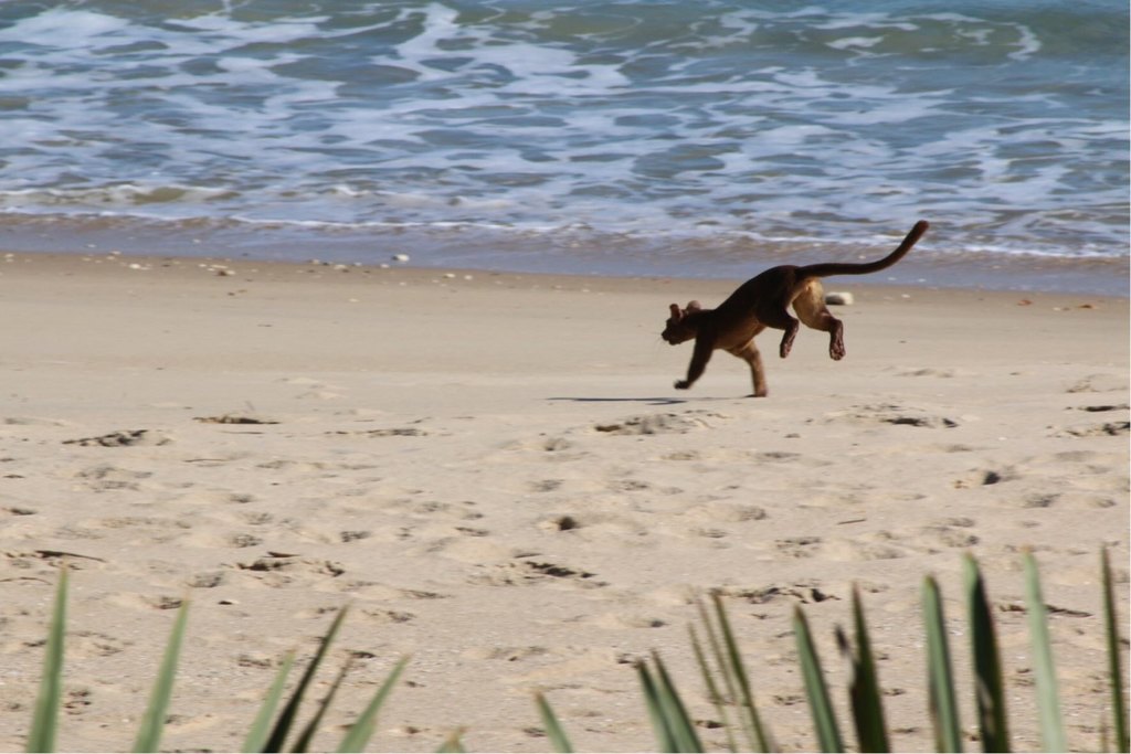 Euplerids (Eupleridae) - Know Your Mammals