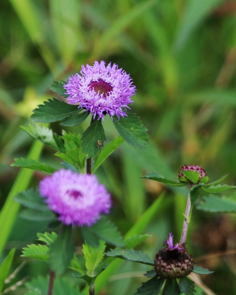 Centratherum punctatum (Дикая природа Камеруна) · iNaturalist