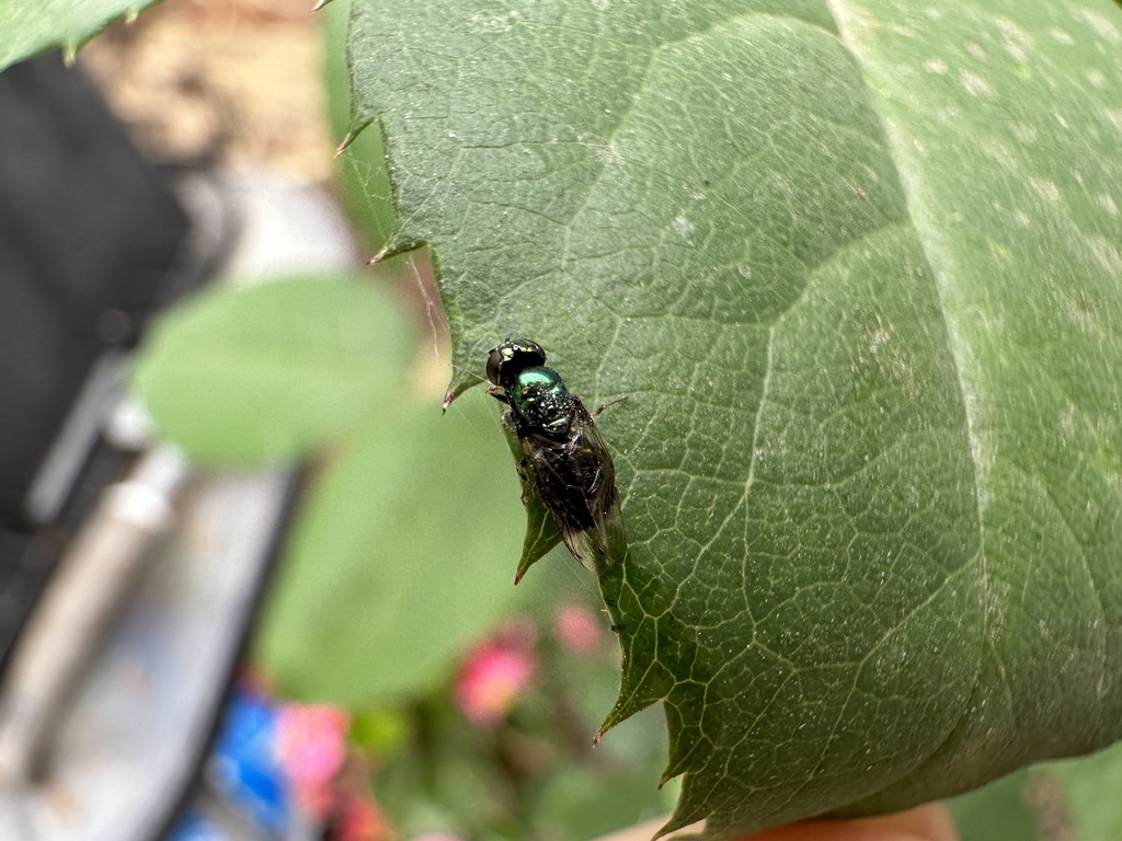 Black-horned Gem Fly from Auburn, WA, USA on July 22, 2024 at 10:48 AM ...