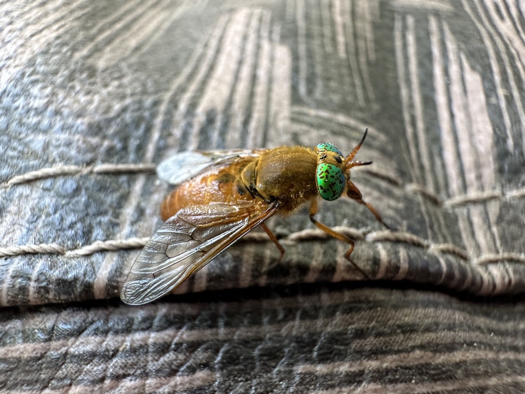 Golden Deer Fly from Auburn, WA, USA on July 23, 2024 at 01:56 PM by ...