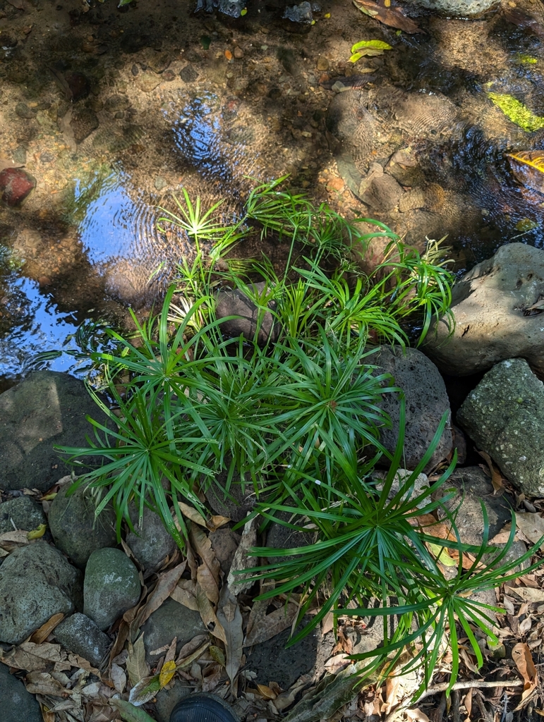 Umbrella Papyrus from Makiki/Lower/ Punchbowl/Tantalus, Honolulu, HI ...