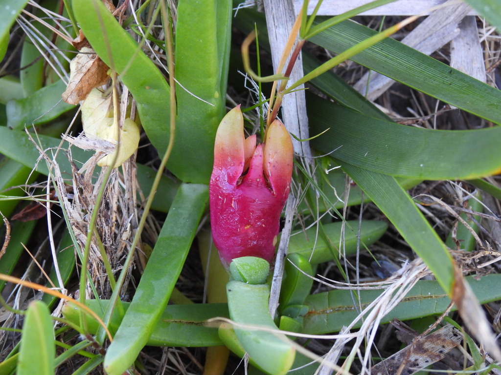 Angular Sea-fig from Sandbar NSW 2428, Australia on July 24, 2024 at 08 ...
