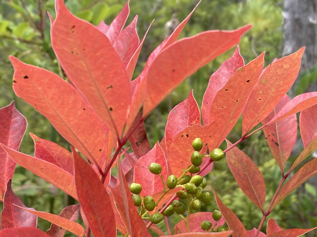 poison sumac from Green Mountain and Finger Lakes National Forests ...