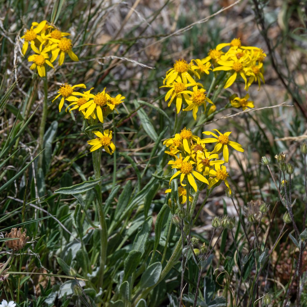hoary groundsel from Summit County, CO, USA on July 23, 2024 at 01:35 ...