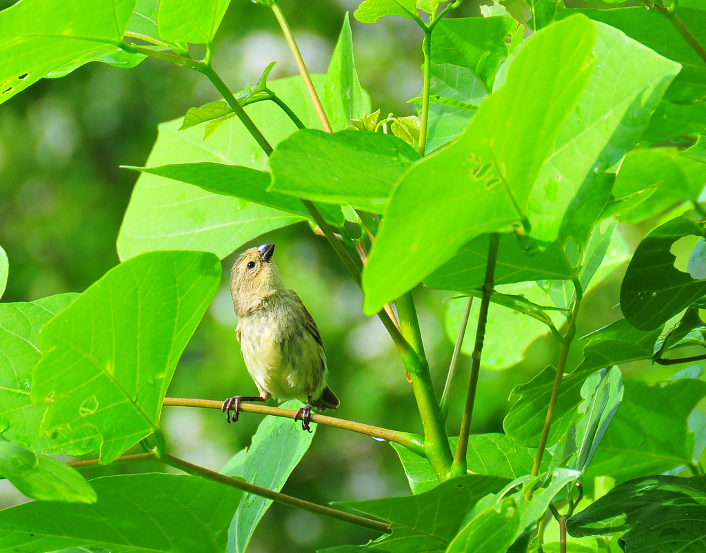 Small Tree-Finch from San Cristobal, Ecuador on February 19, 2012 at 05 ...