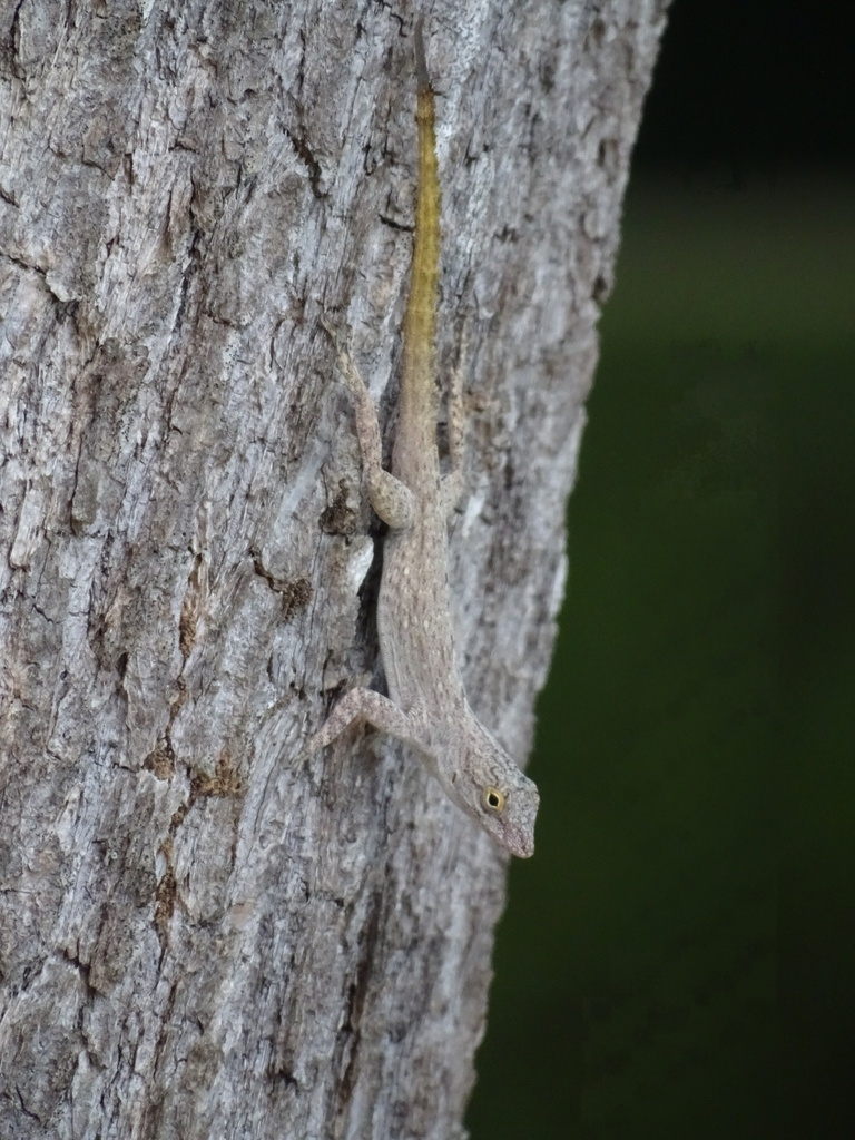 Bark Anole from La Española, San Rafael Del Yuma, La Altagracia, DO on ...