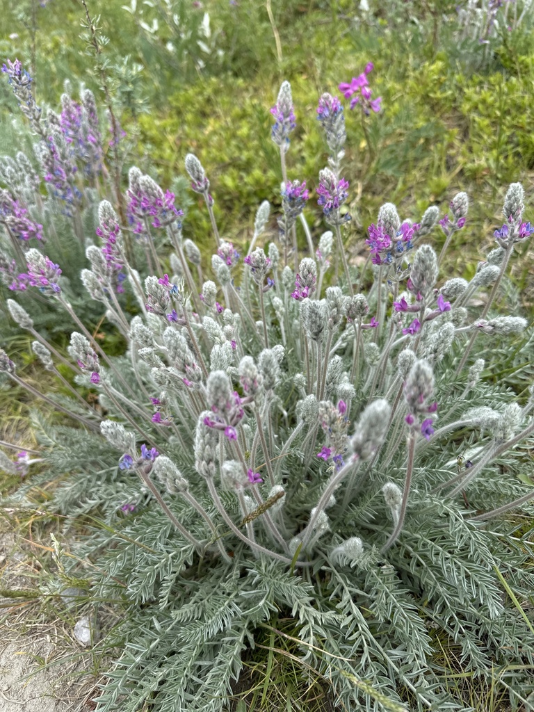 Showy Locoweed from Jasper National Park, Jasper, CA-AB-FN, CA-AB, CA ...