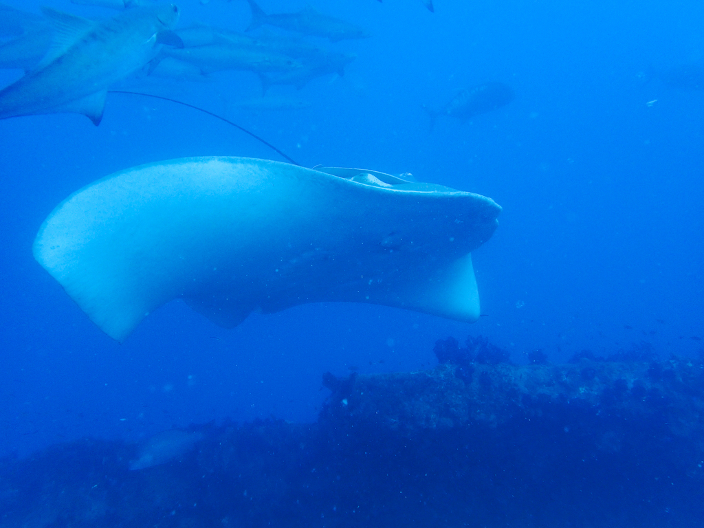 Smalleye Stingray from 36 Braby St, Alva QLD 4807, Australia on May 6 ...