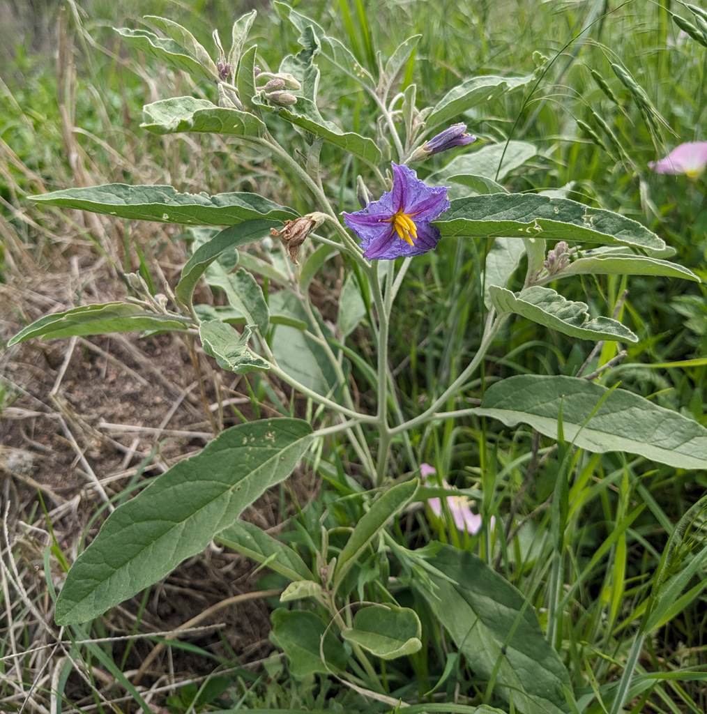 silverleaf nightshade from Mueller, Austin, TX, USA on March 23, 2024 ...