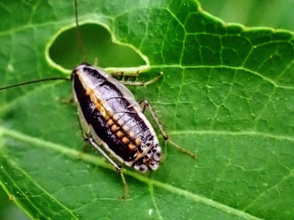 Asian Cockroach from Baldwin Hall, Athens, GA 30602, USA on July 23 ...