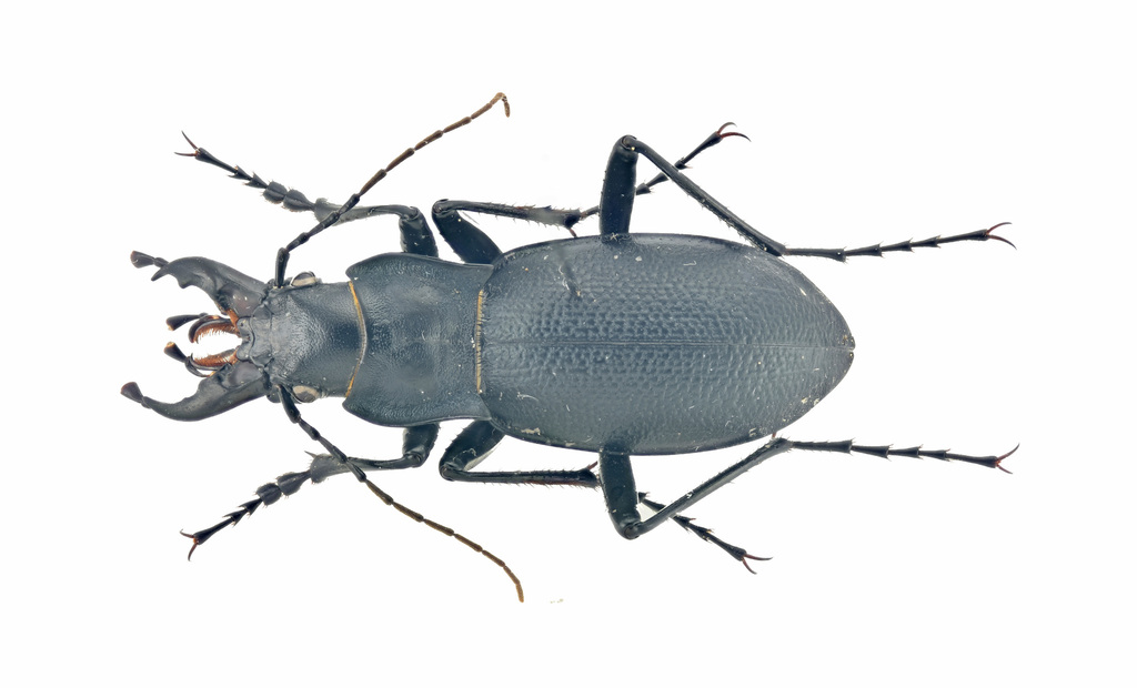 Carabus acutithorax from 中国河南省三门峡市湖滨区银昌路P6RW+RQ3 邮政编码: 472099 on June 7 ...