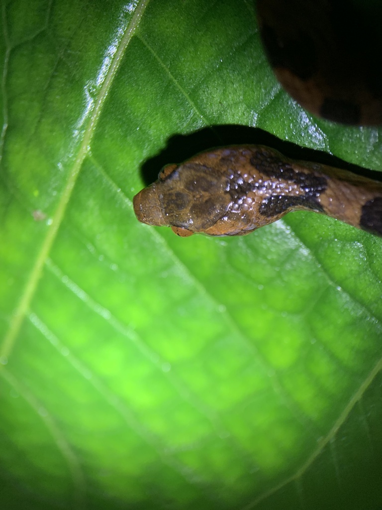 Ornate Cat-eyed Snake from Parque Nacional Volcán Arenal, San Carlos ...